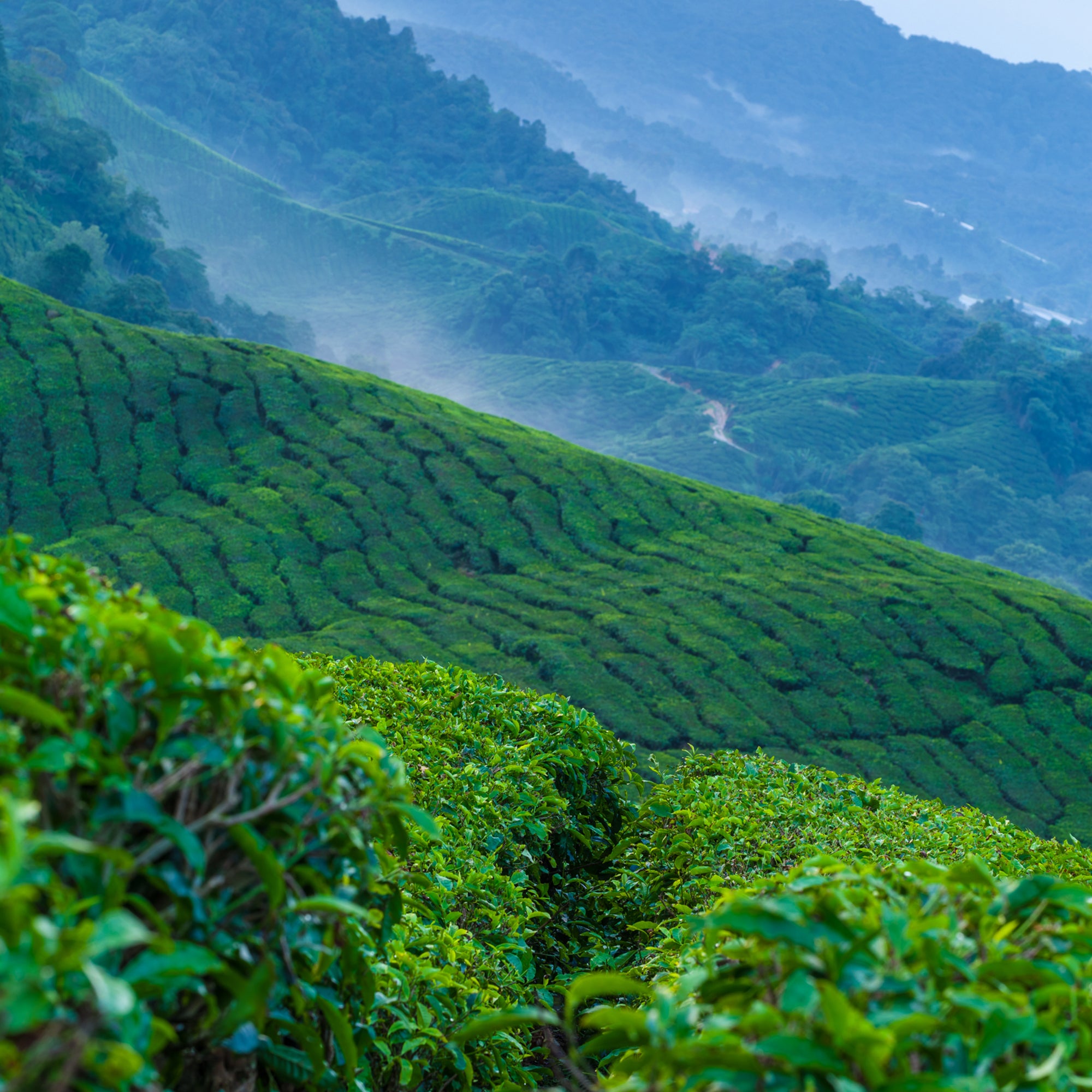 Chinese Single Origin Coffee, Fuyan – Kiss the Hippo Coffee