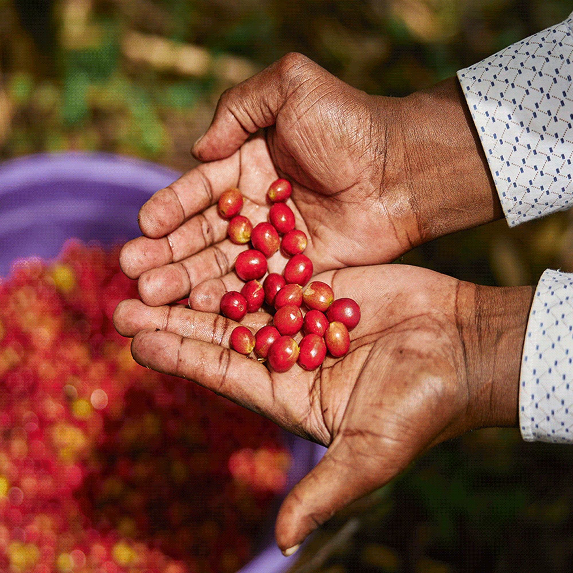 Rwandan Single Origin Coffee, Keza – Kiss the Hippo Coffee