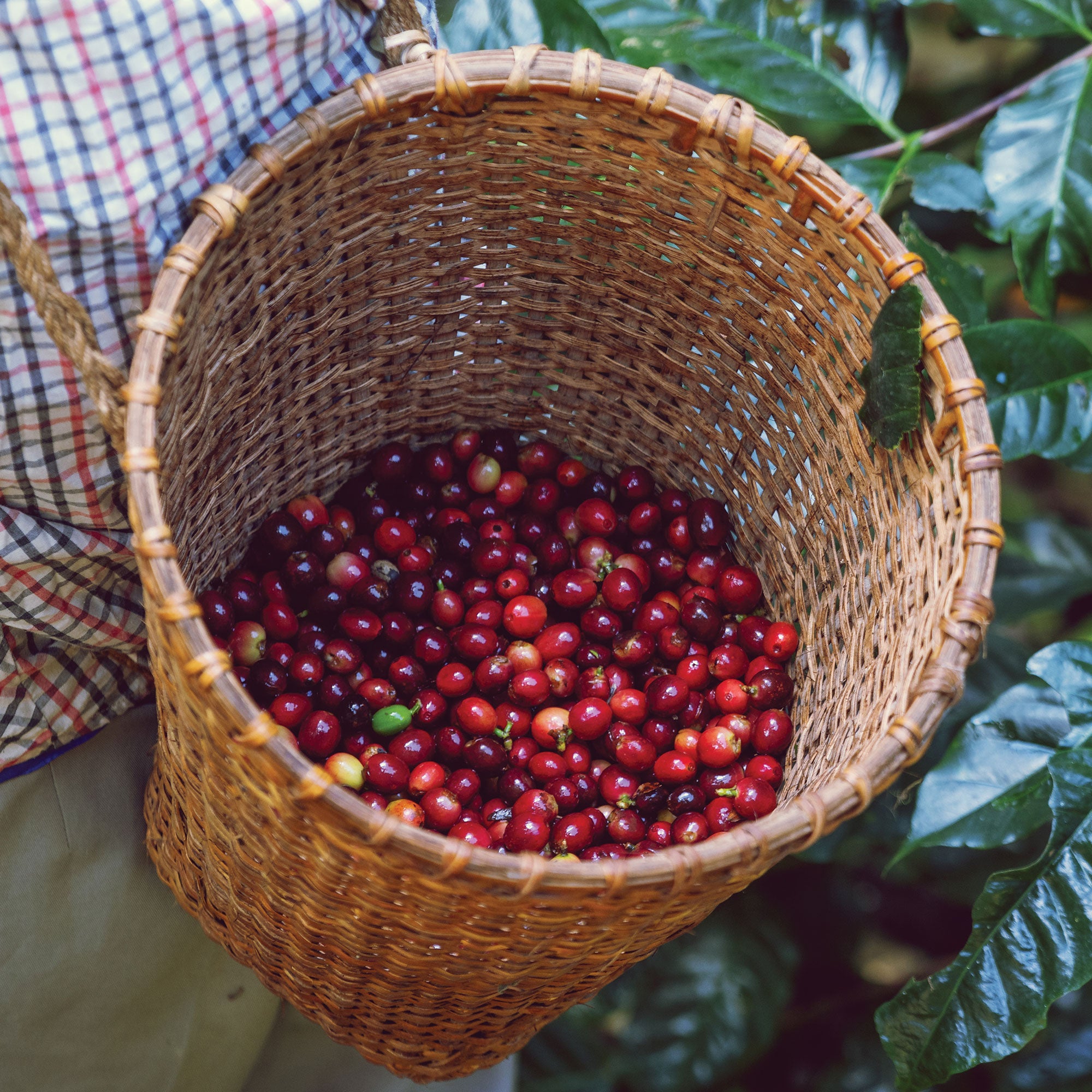 Peruvian Single Origin Coffee, Pluma Dorada Tabi – Kiss the Hippo Coffee